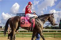 Native Dancer - Horse