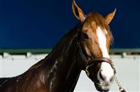 California Chrome - Horse