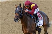 Catholic Boy - Horse