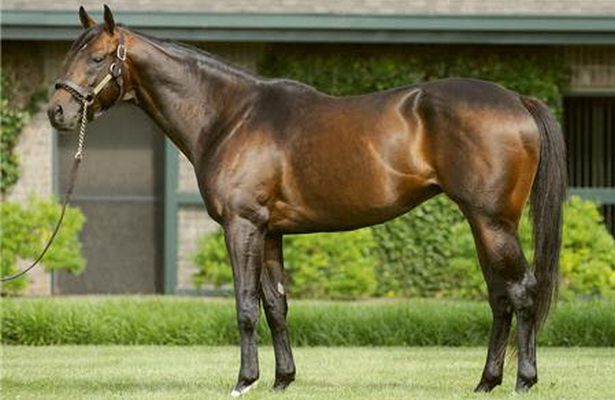 Hot new sires of 2013 - Colonel John