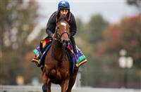 Enable - Horse