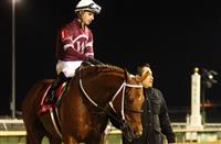 2016 Kentucky Derby - Gun Runner Pedigree Profile - Pedigree Power ...