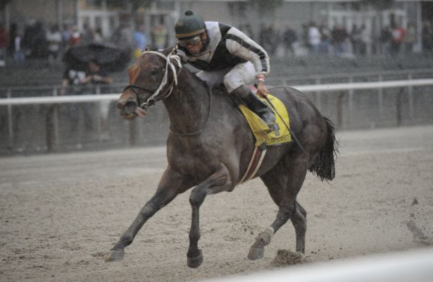 Hot New Sires of 2013 - Kodiak Kowboy