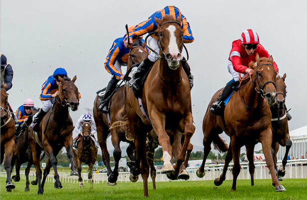 Horse Racing Nation – The fan-powered horse racing community