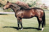 Mr. Prospector - Horse