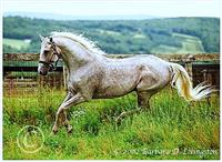 Spectacular Bid - Horse