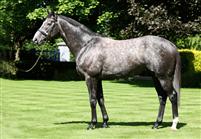 Mastercraftsman - Horse