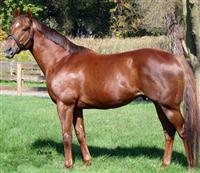 Tabasco Cat - Horse